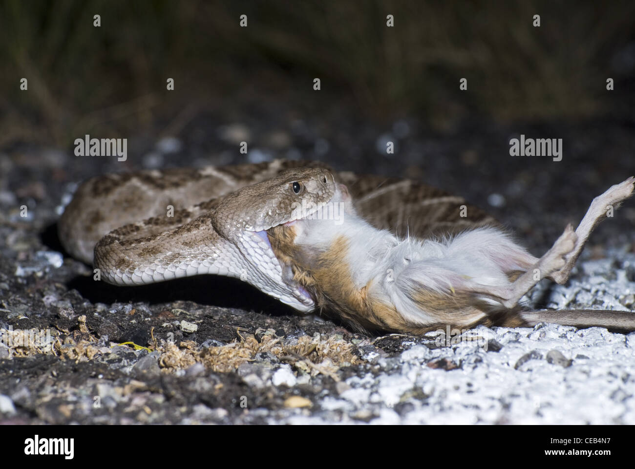 Snake Eating Kangaroo