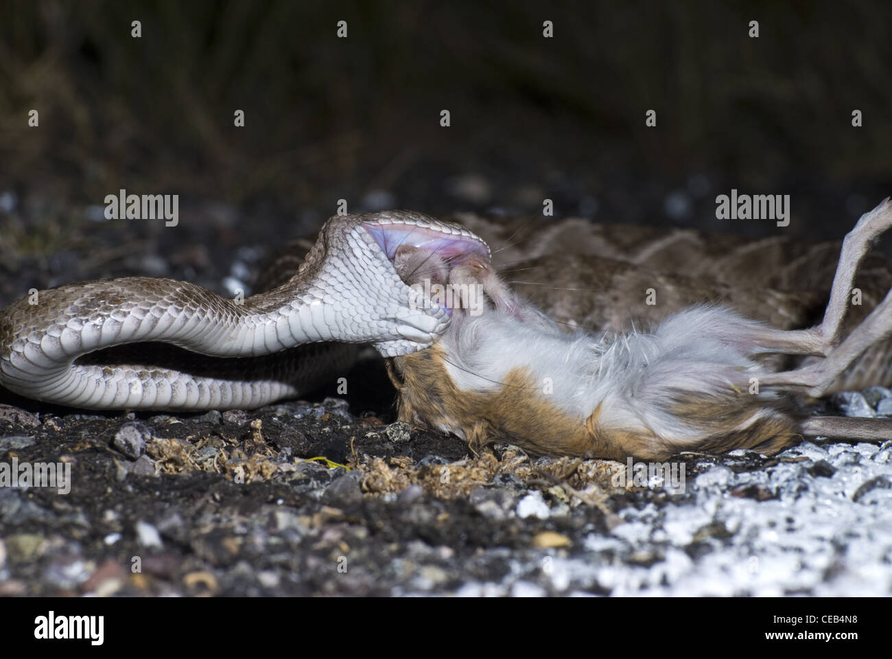 Snake Eating Kangaroo