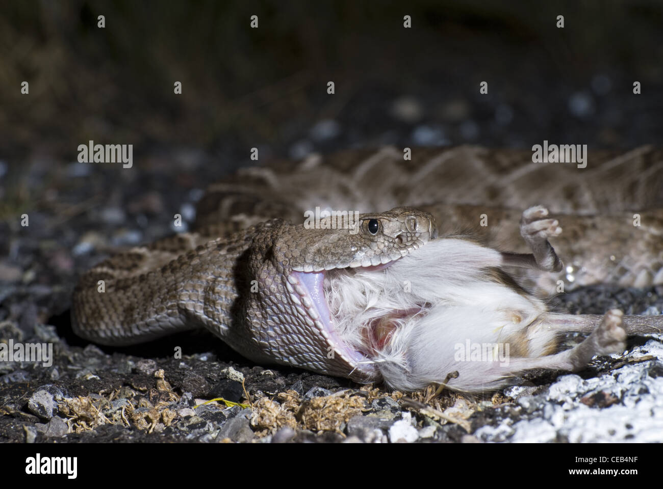 Diamondback rattlesnake eating hi-res stock photography and images - Alamy