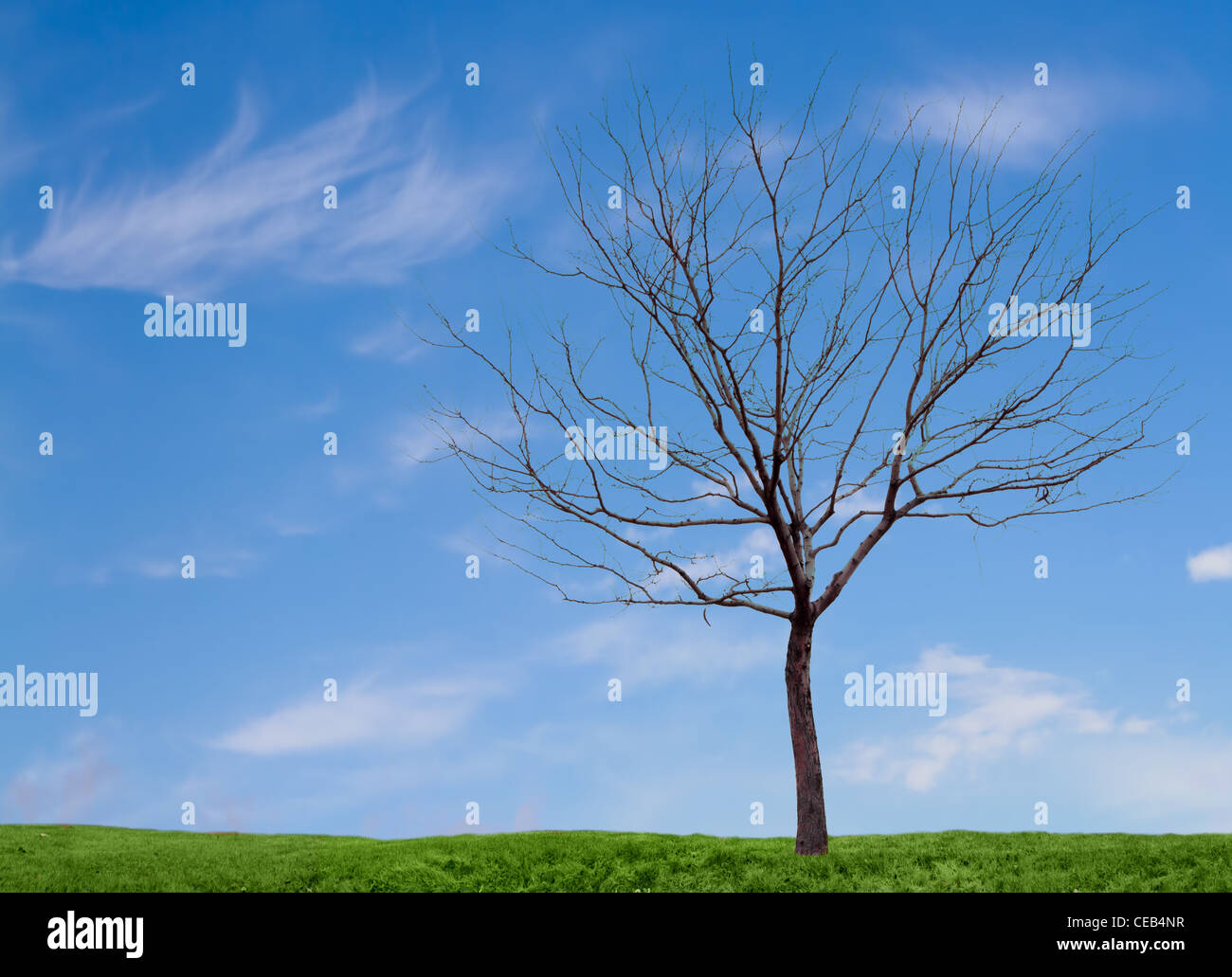 Barren tree hi-res stock photography and images - Alamy