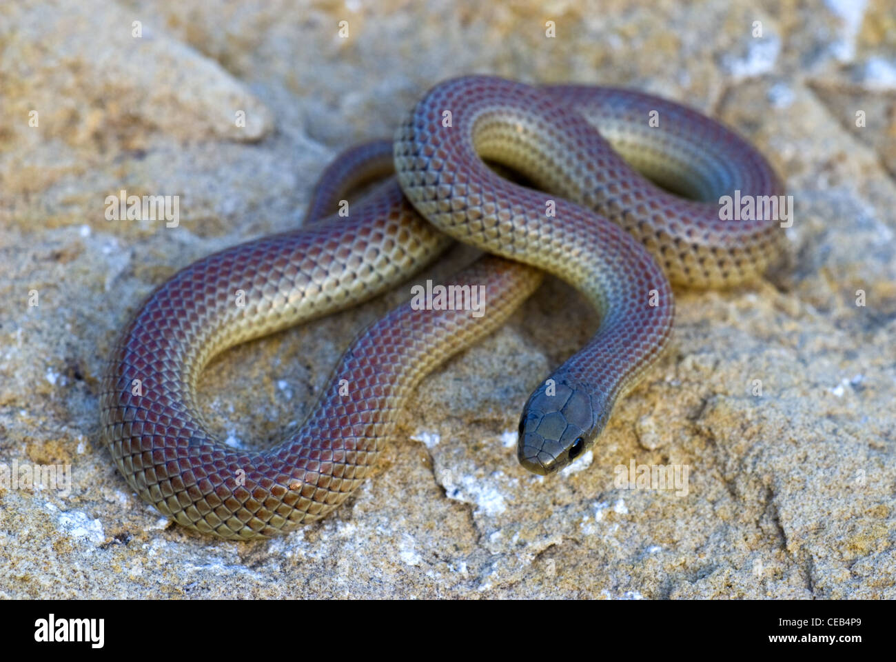 Ground Snake, (Sonora semiannulata), Sitting Bull Falls, Guadalupe ...