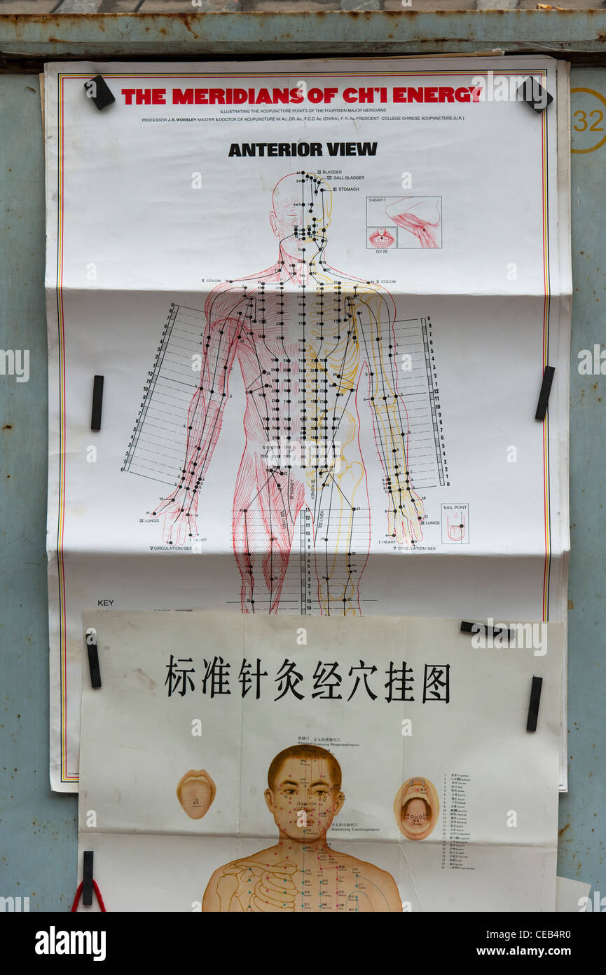 Flea anatomy hi-res stock photography and images - Alamy