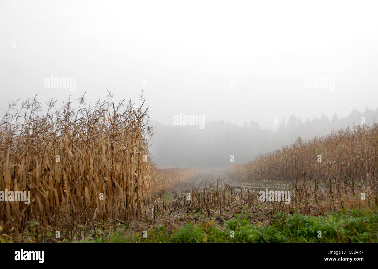Mature stalks corn in hi-res stock photography and images - Alamy