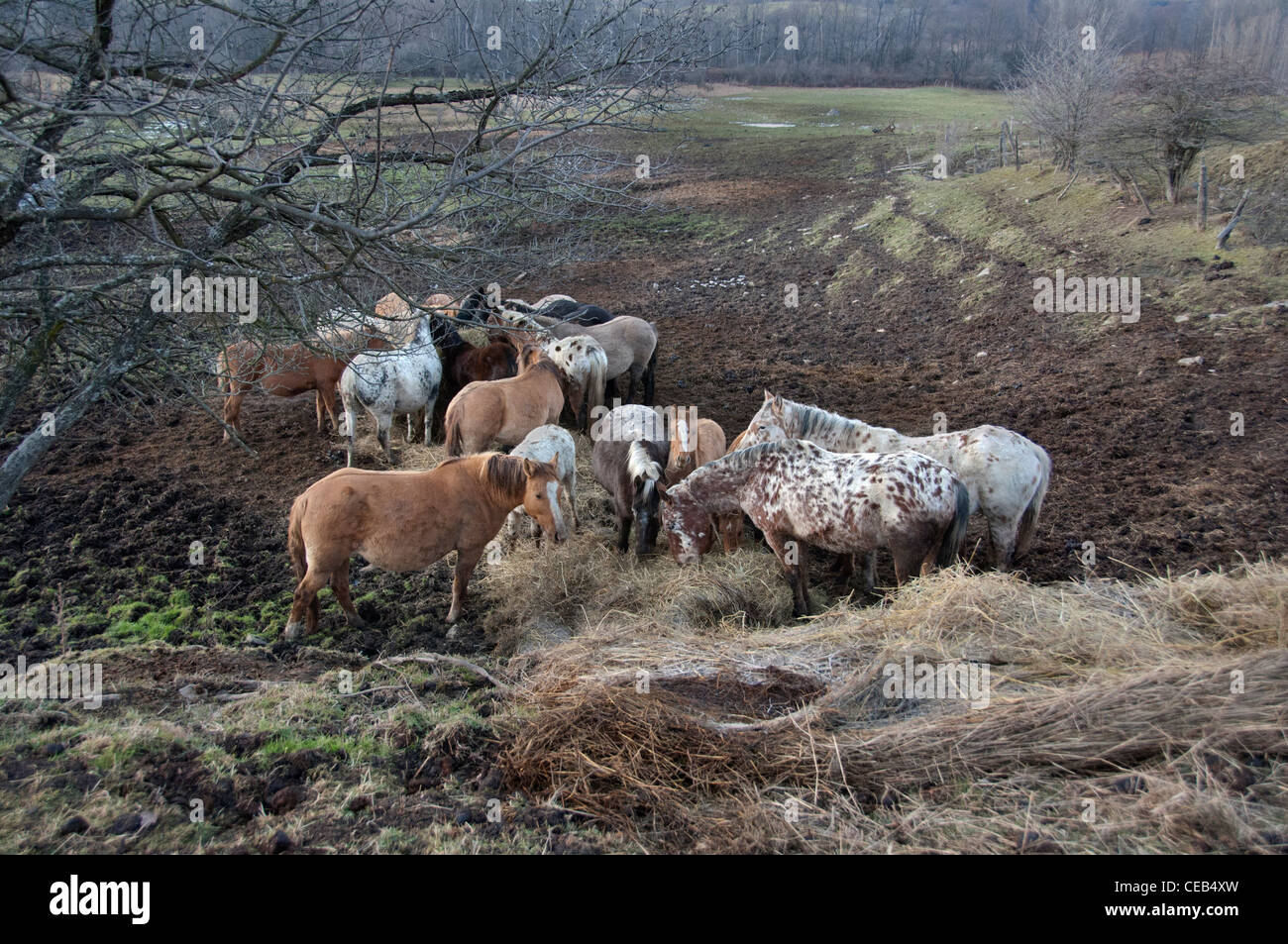 Hoofed eating hi-res stock photography and images - Alamy