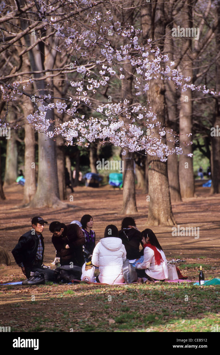 Cherry blossom picnic in Yoyogi Park, Tokyo, Japan Stock Photo - Alamy