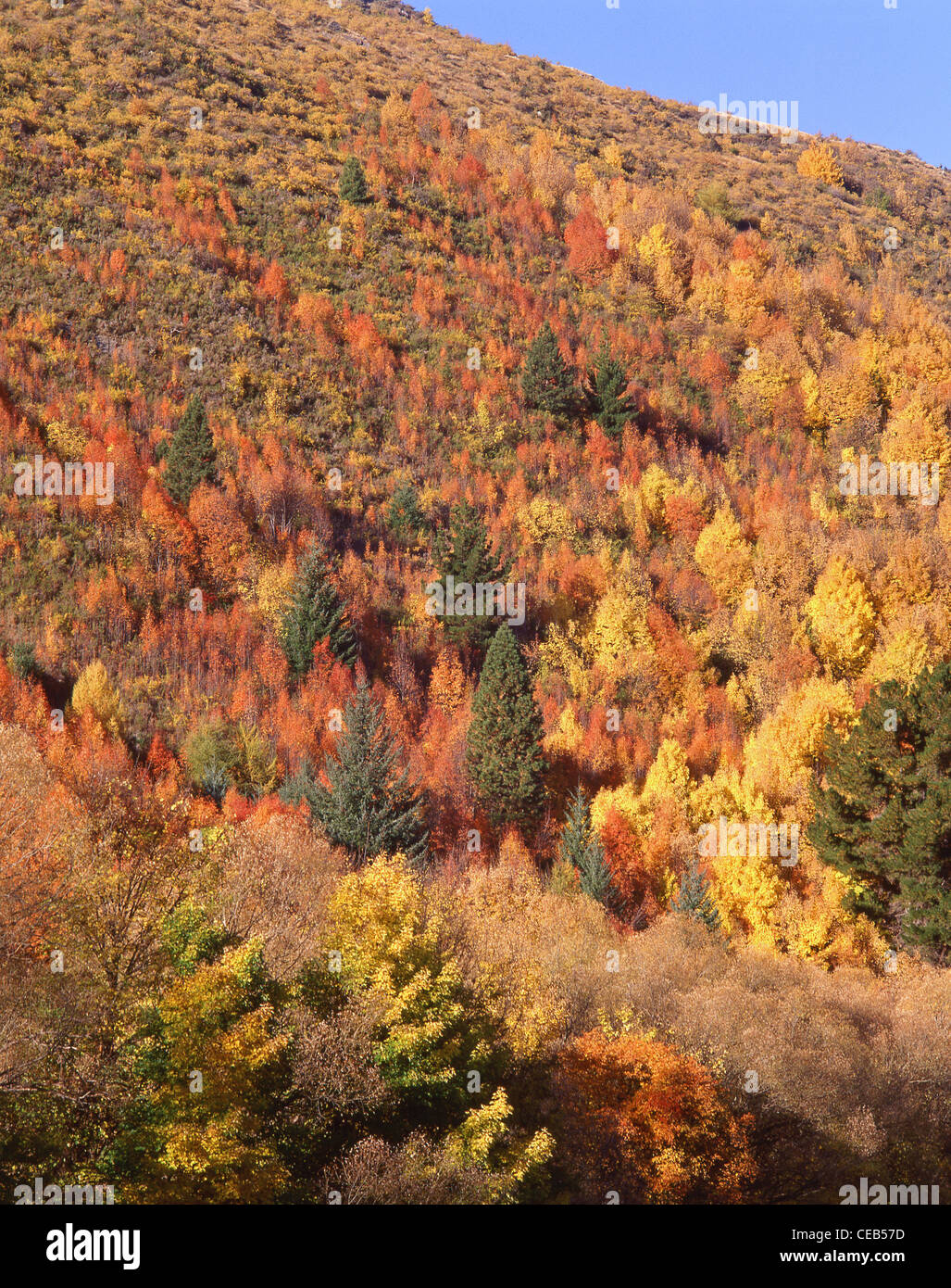 Hillside in autumn colours, Arrowtown, Otago Region, South Island, New ...