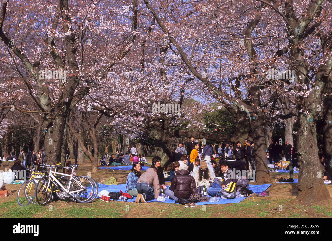 Cherry blossom picnic in Yoyogi Park, Tokyo, Japan Stock Photo - Alamy
