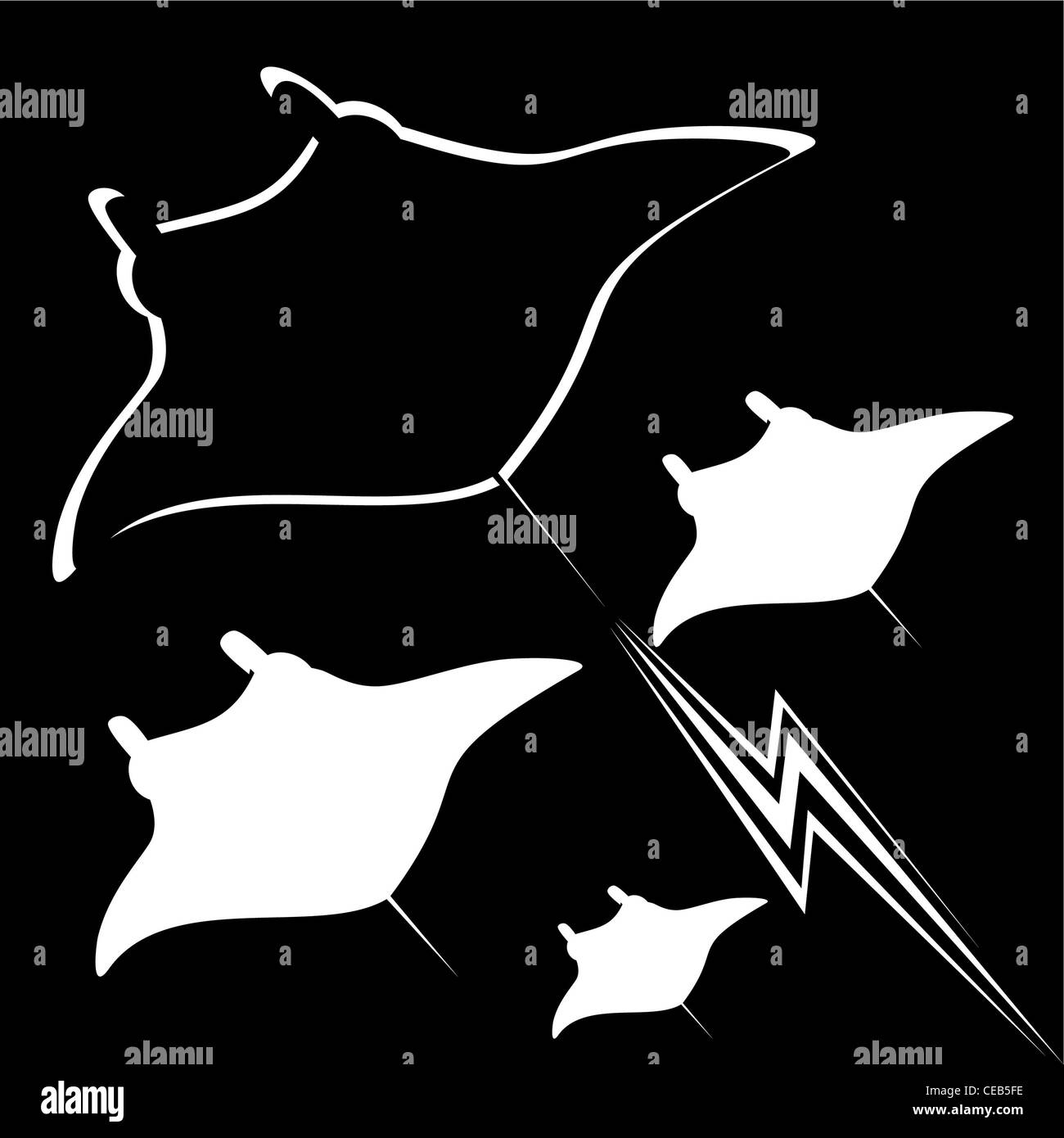 Torpedo fish Black and White Stock Photos & Images - Alamy