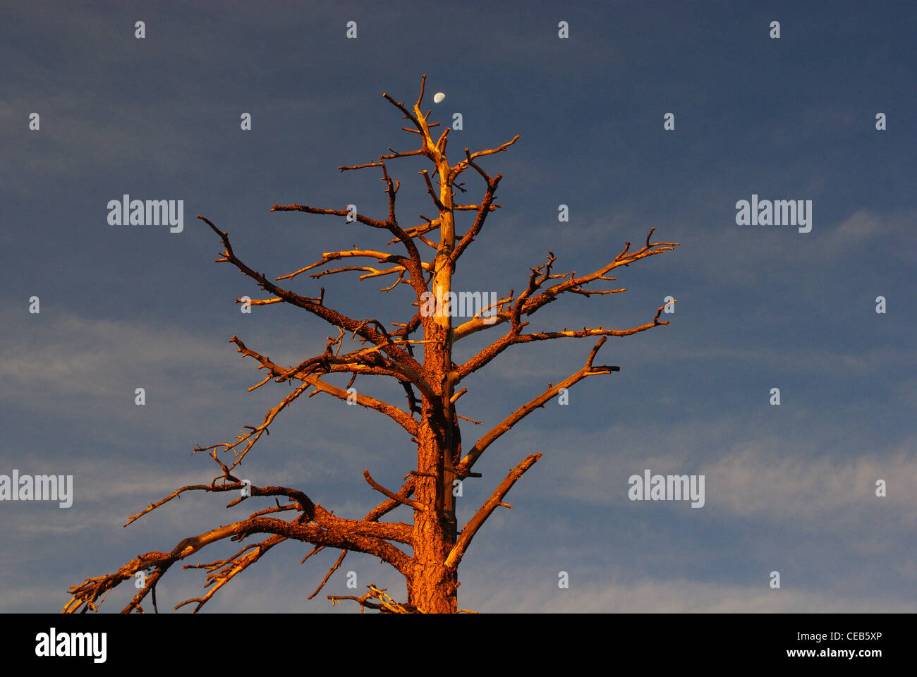 Dry tree with moon at sunset, Bryce Canyon, Utah Stock Photo - Alamy