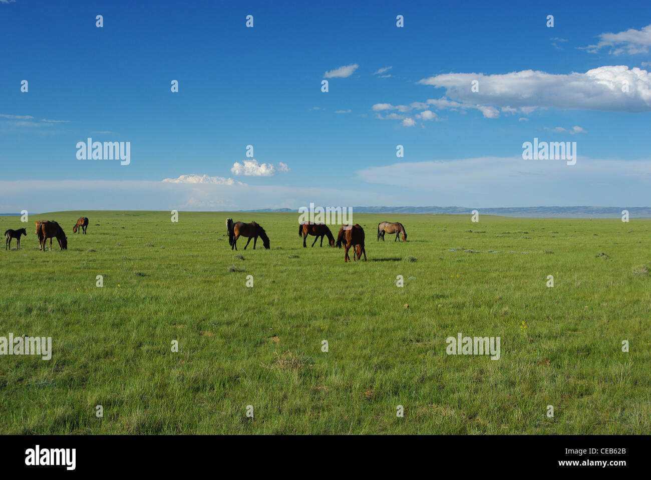 Wild horses and wide open plains near Laramie, Wyoming Stock Photo - Alamy