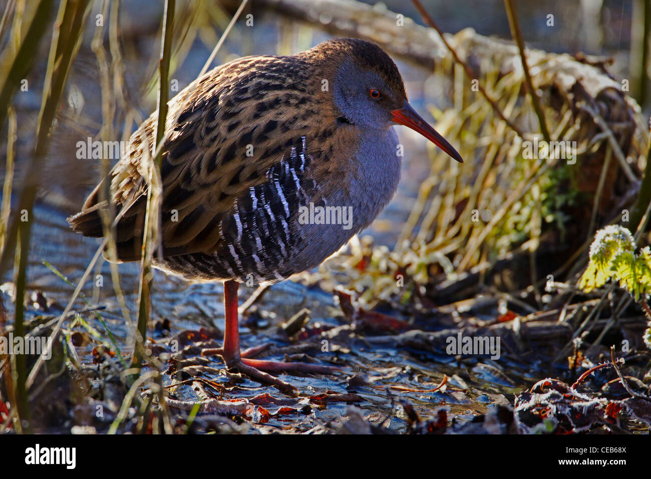 Water rail hi-res stock photography and images - Alamy