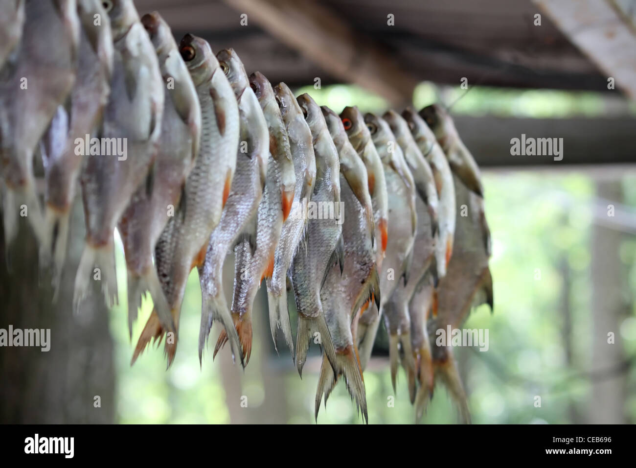 Fish dying on the rope Stock Photo - Alamy