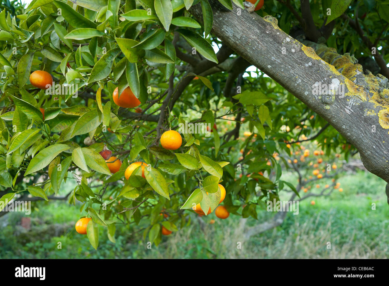 Orange tree branch against the background of te grove Stock Photo - Alamy