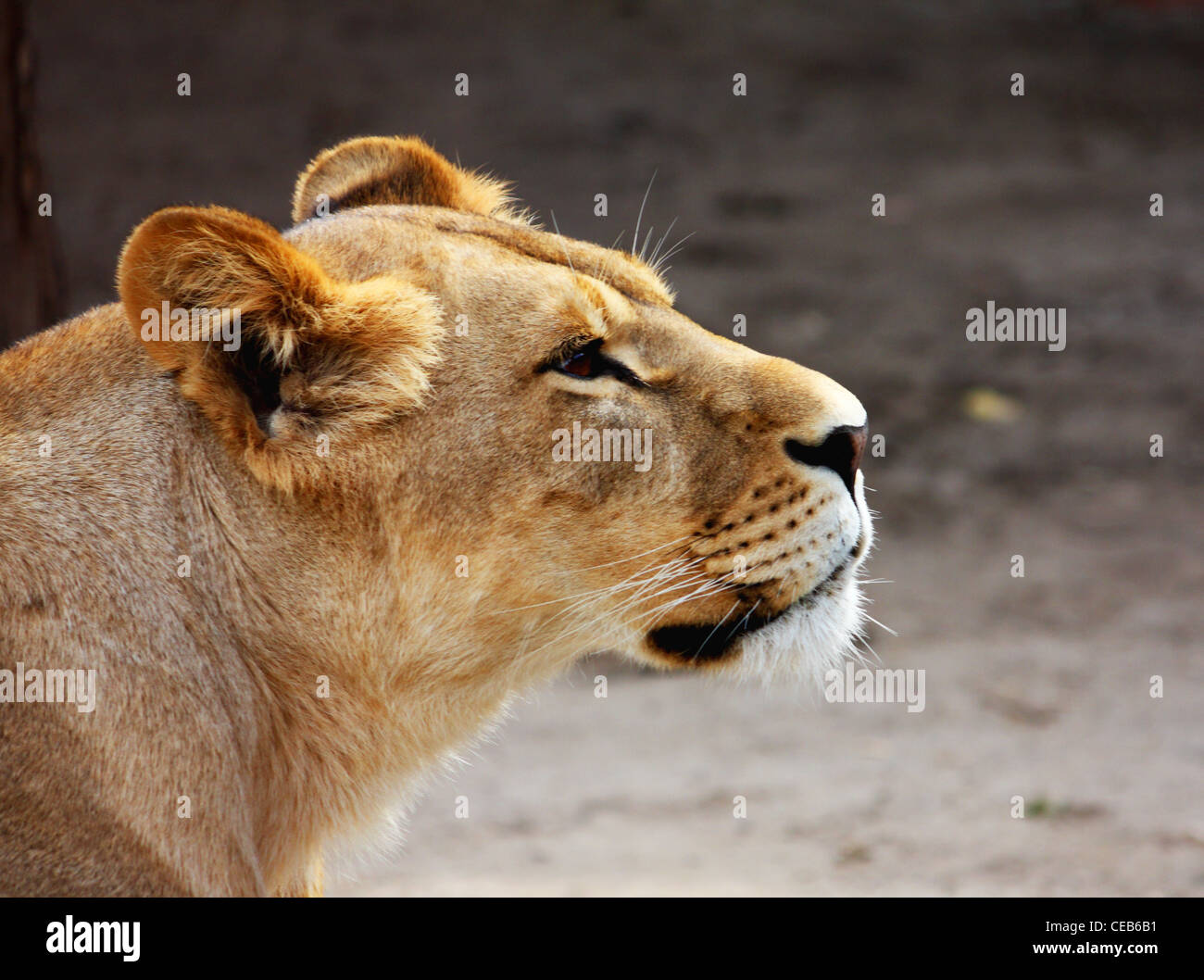 Big beautiful lion's female portrait Stock Photo - Alamy