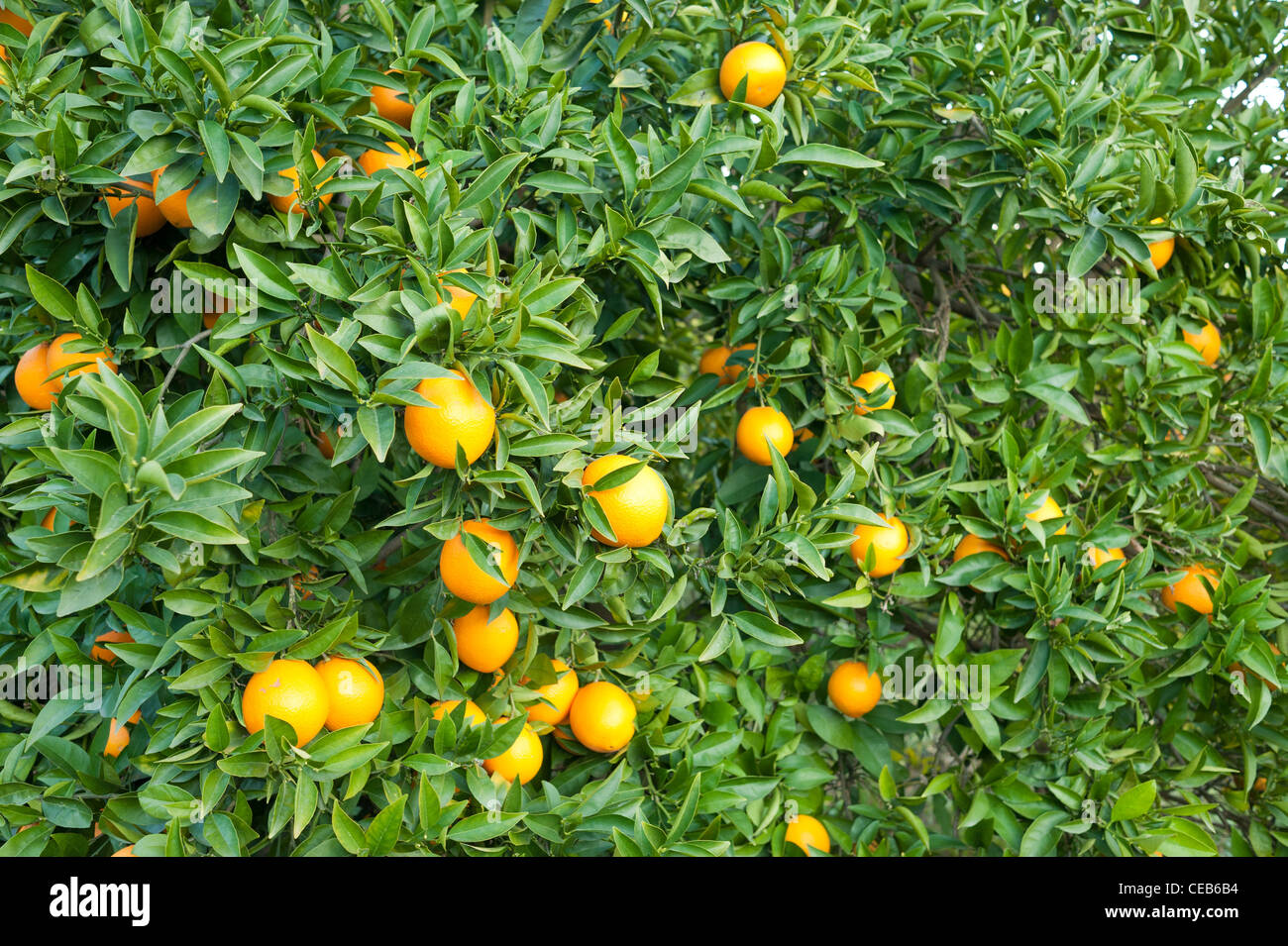 Full frame take of an orange tree loaded with fresh fruit Stock Photo ...