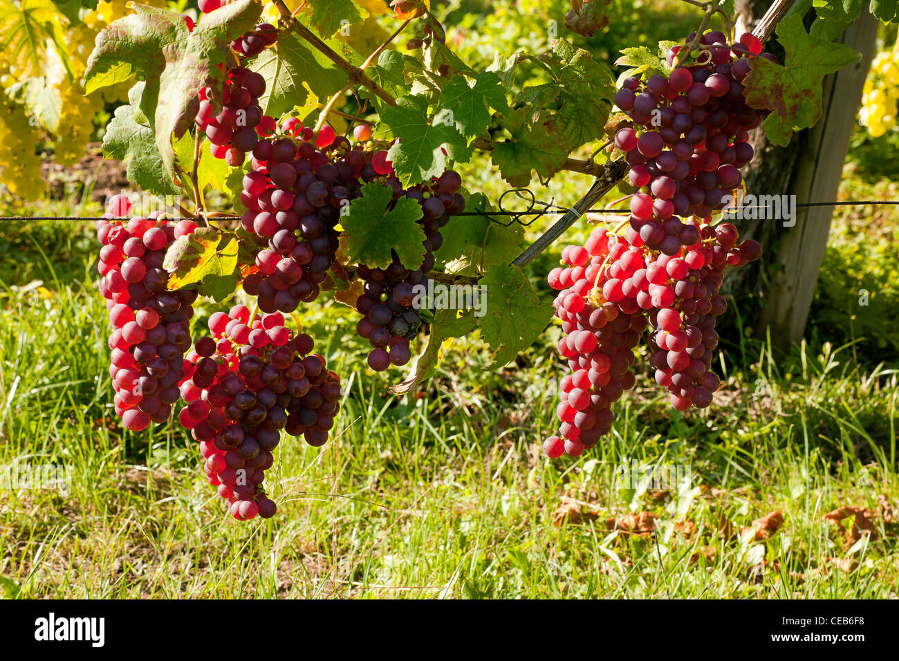Grapes hanging on an Alsace grapevine just before harvest in France ...