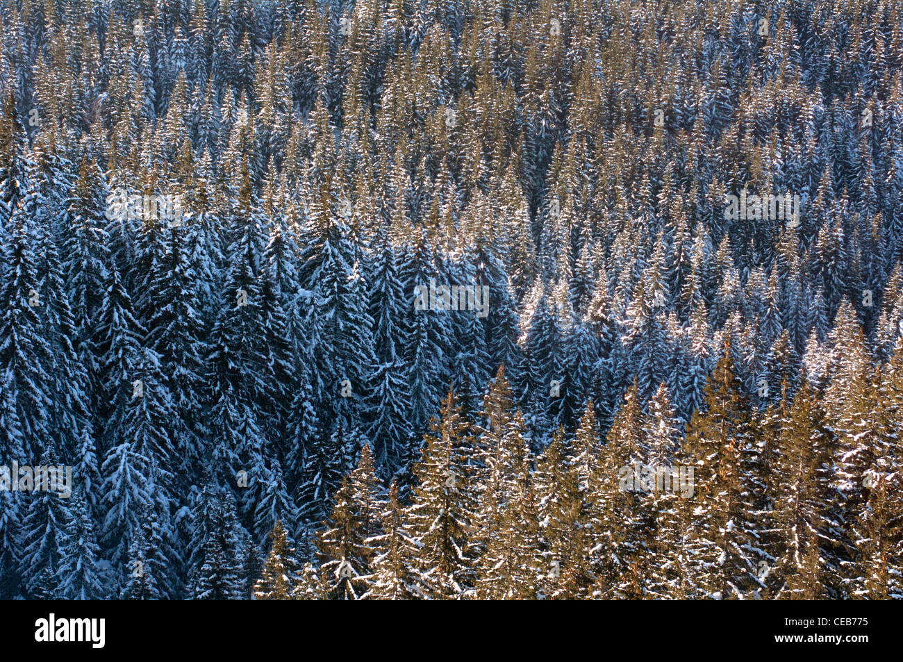 Trees from the air Stock Photo - Alamy