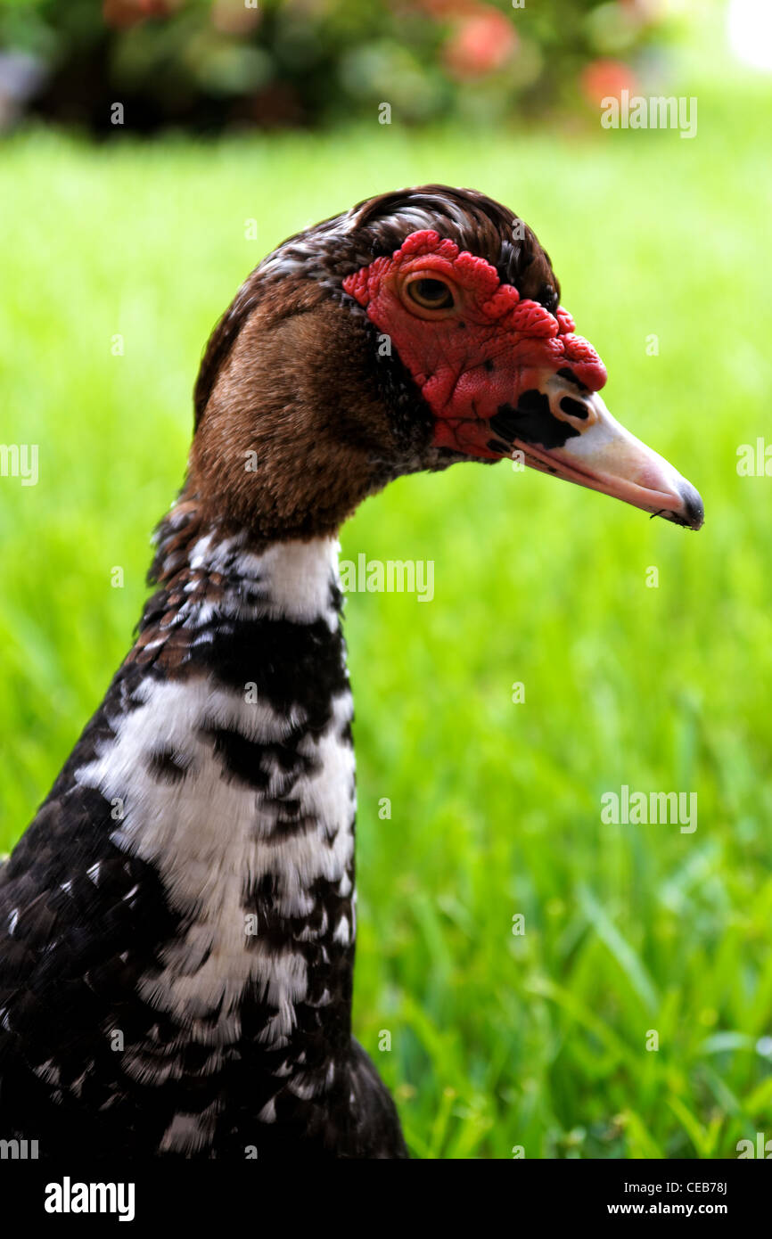 The head and neck of a curious if rather disapproving looking goose ...