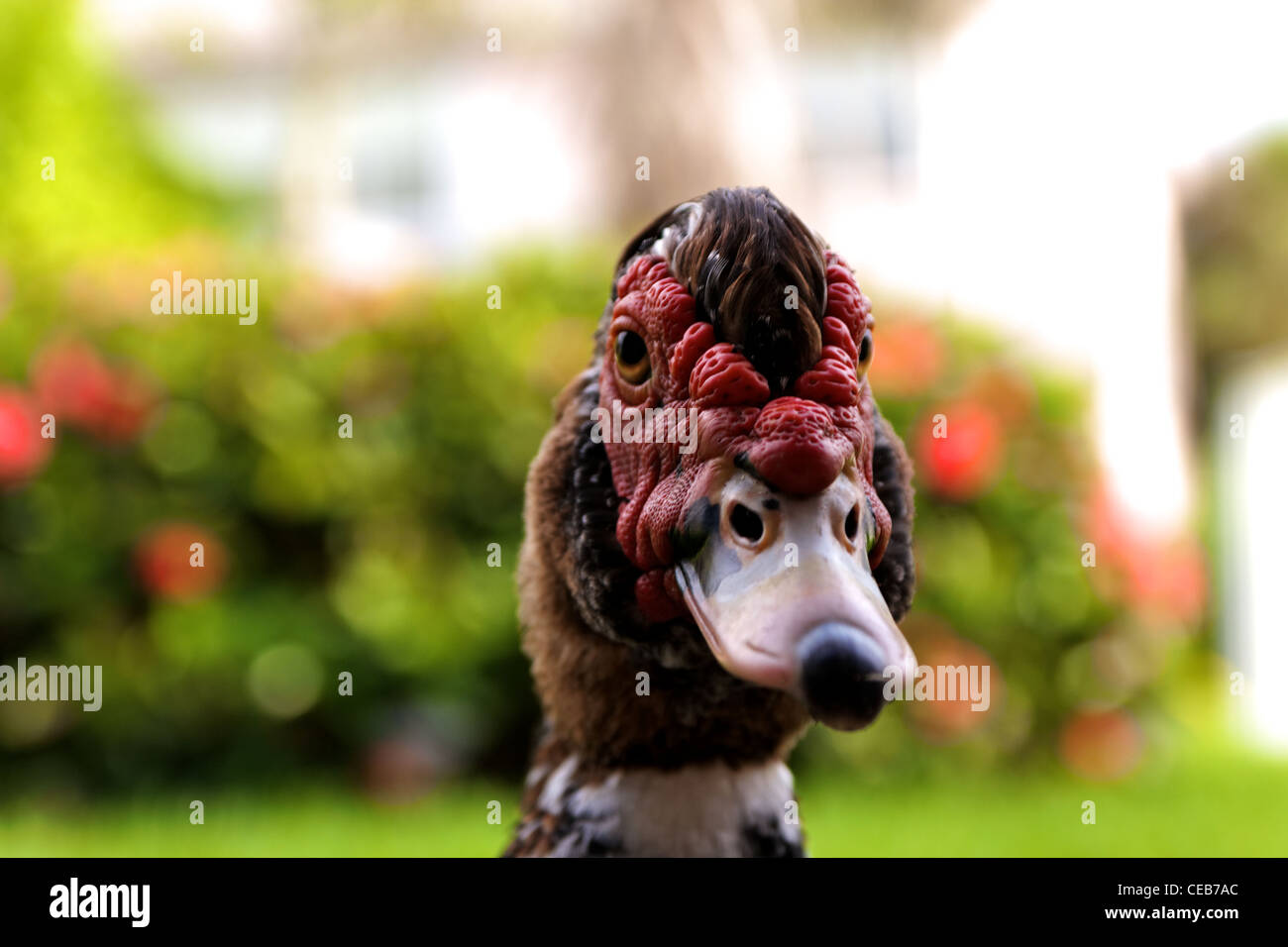 Curious duck looking camera hi-res stock photography and images - Alamy