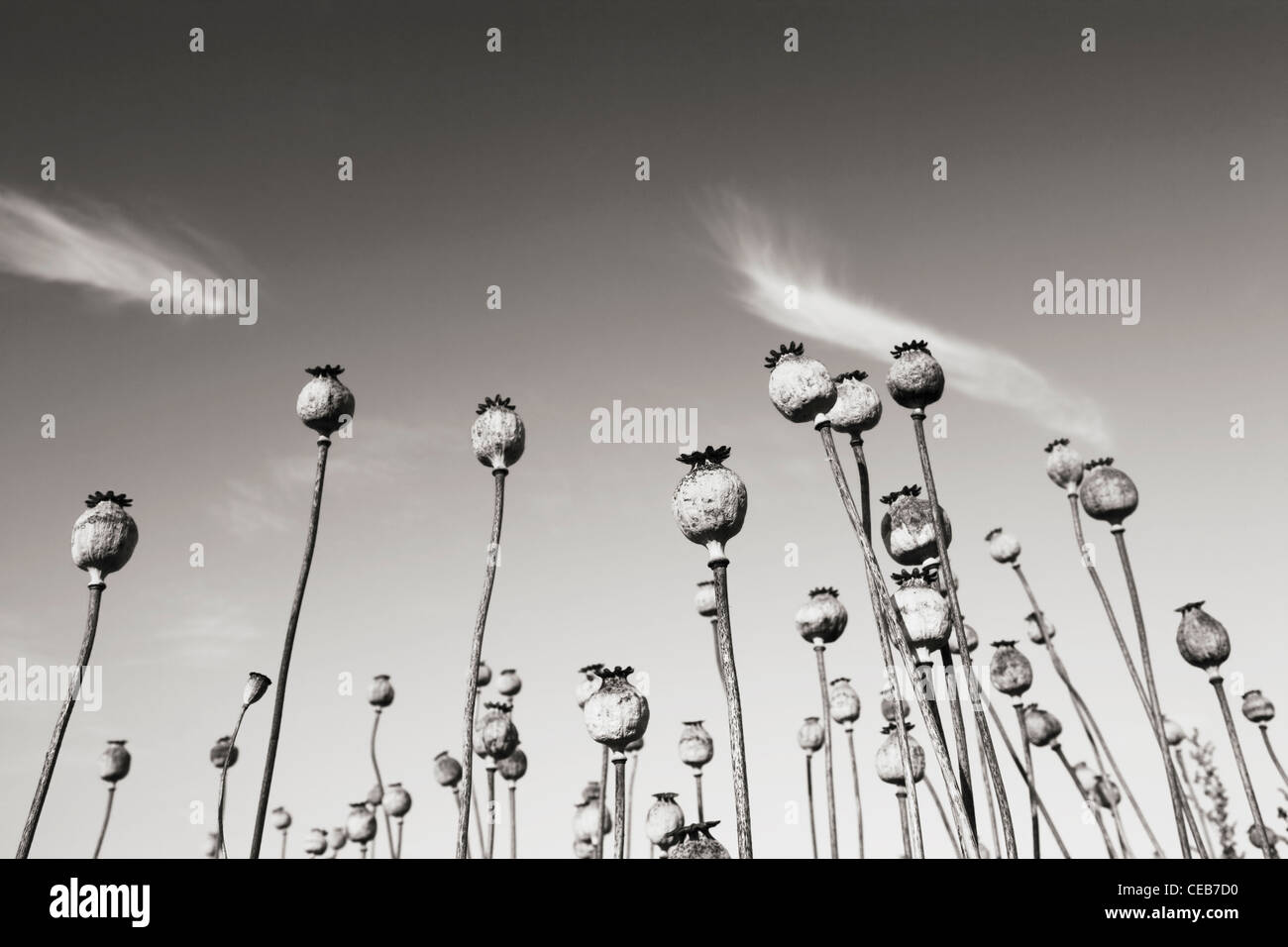 Sun dried poppy seed-heads Stock Photo - Alamy