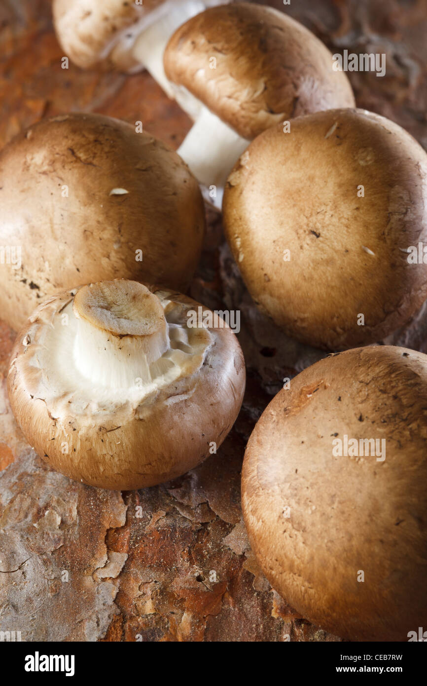 Mushroom brown chestnut hi-res stock photography and images - Alamy