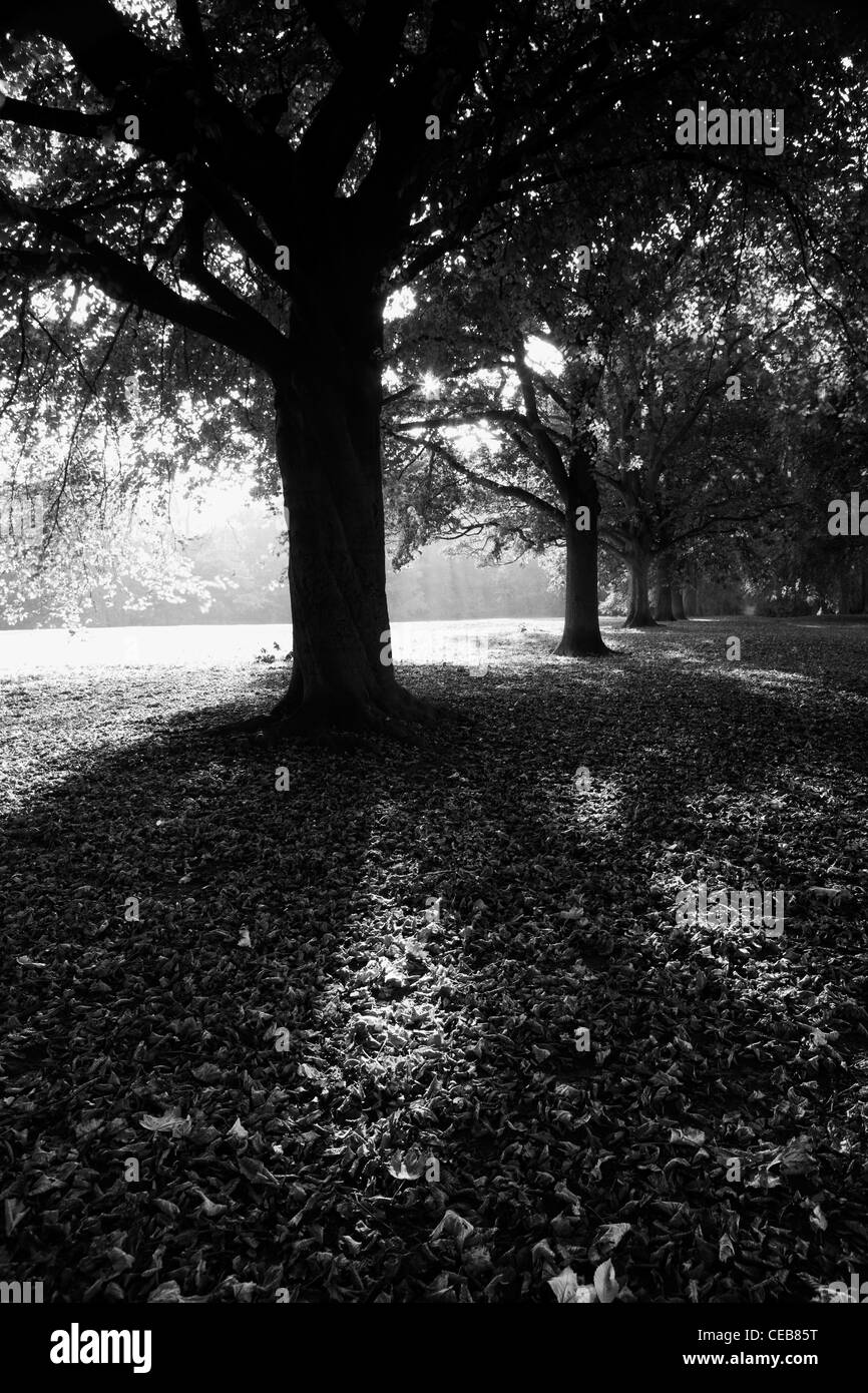 Row golden autumn trees hi-res stock photography and images - Alamy