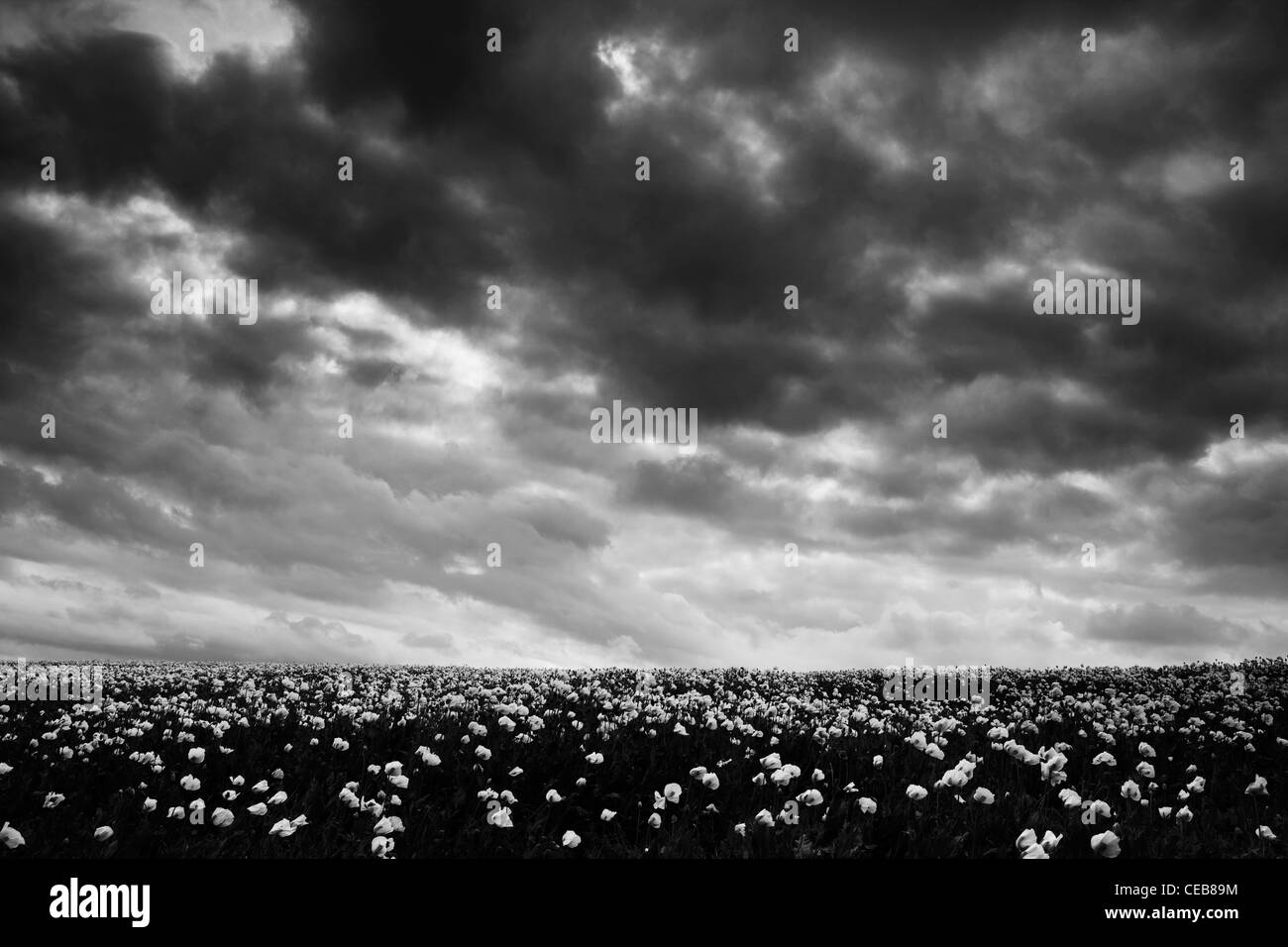 Art lilac Black and White Stock Photos & Images - Alamy