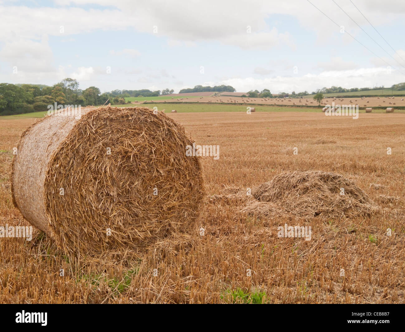Hay bale feeding hi-res stock photography and images - Alamy
