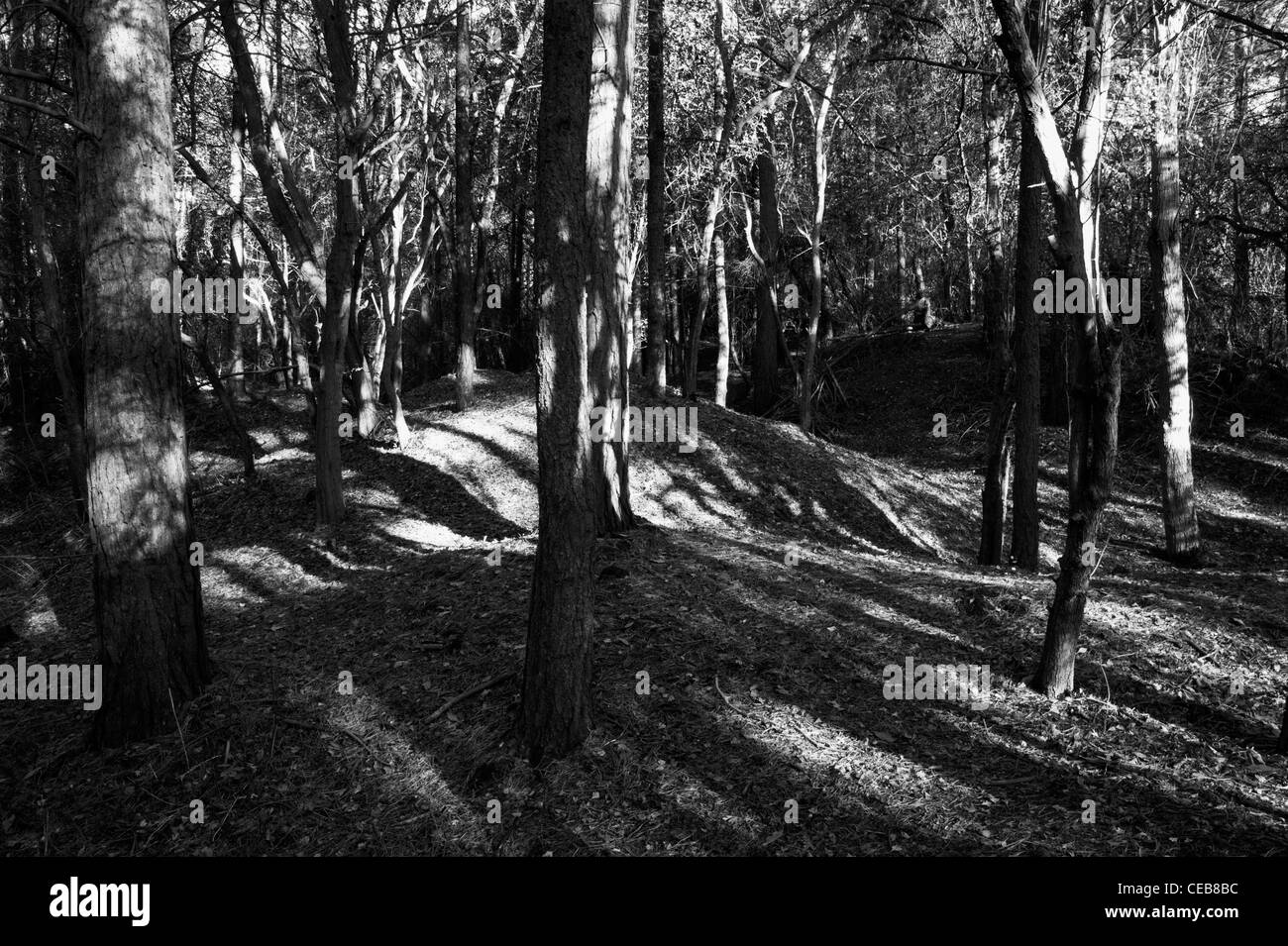 Tree canopy ground Black and White Stock Photos & Images - Alamy
