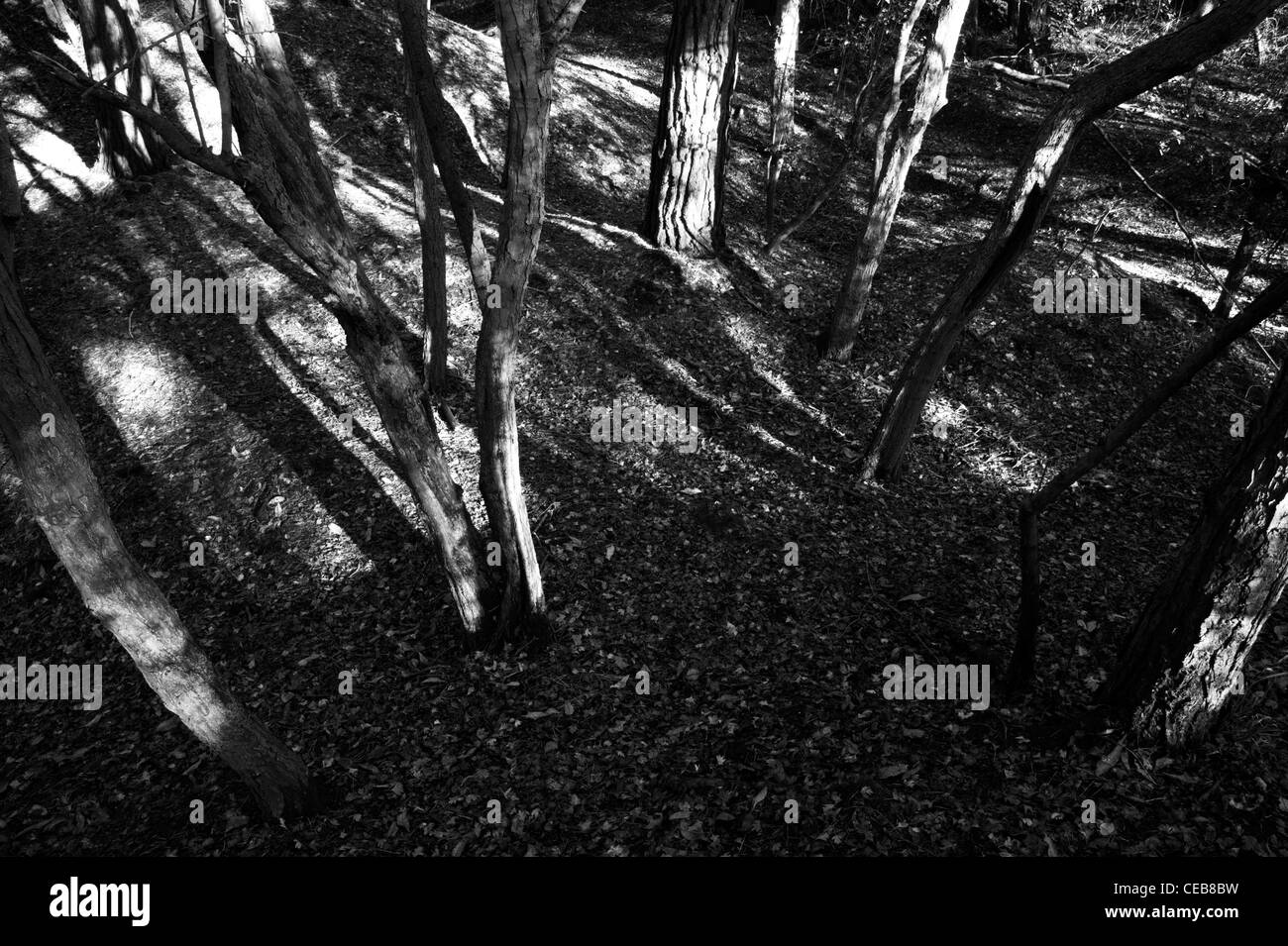 Tree canopy ground Black and White Stock Photos & Images - Alamy