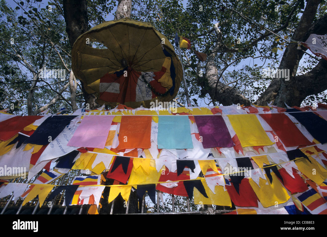 Prayer banners of Jaya Sri Maha Bodhi sacred fig tree, Anuradhapura ...