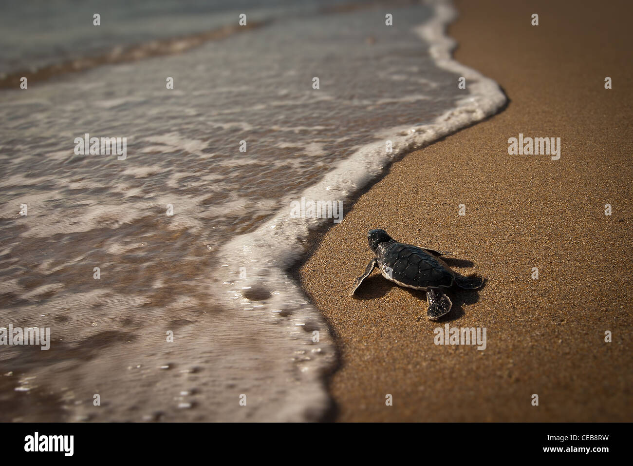 Green sea turtle hatchling Stock Photo - Alamy