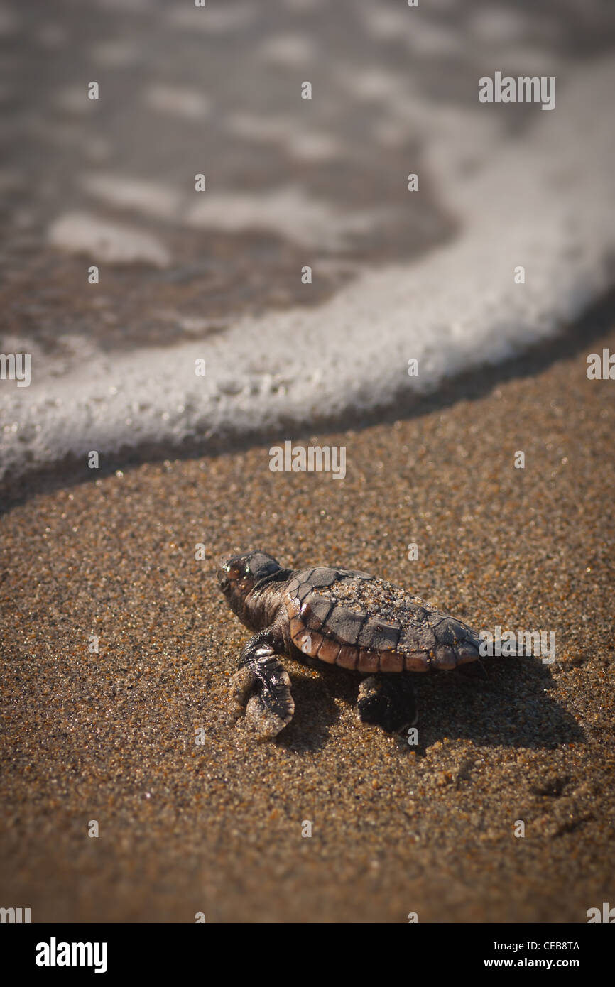 Florida turtle hatchling loggerhead hi-res stock photography and images ...