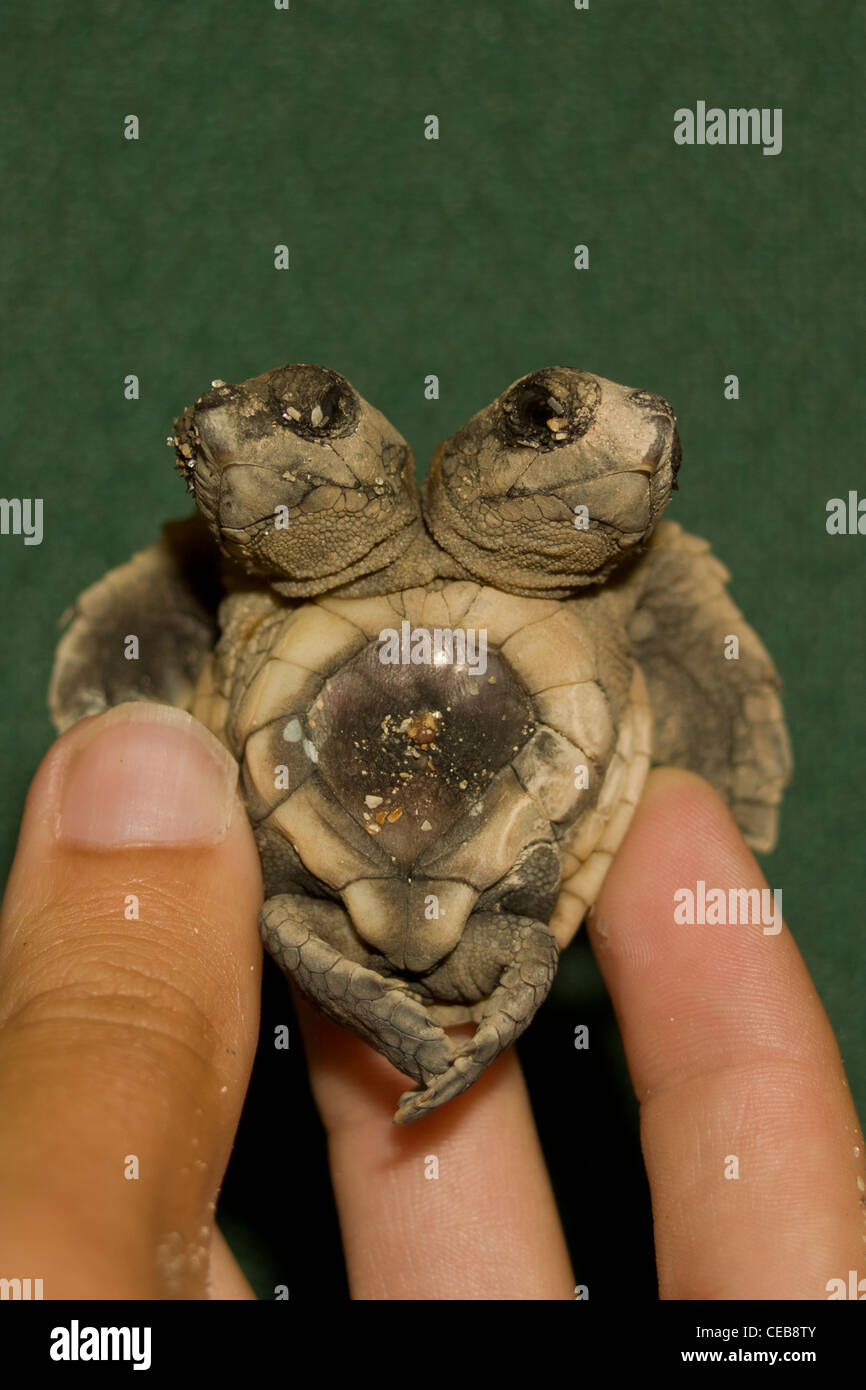 Two headed turtle hi-res stock photography and images - Alamy