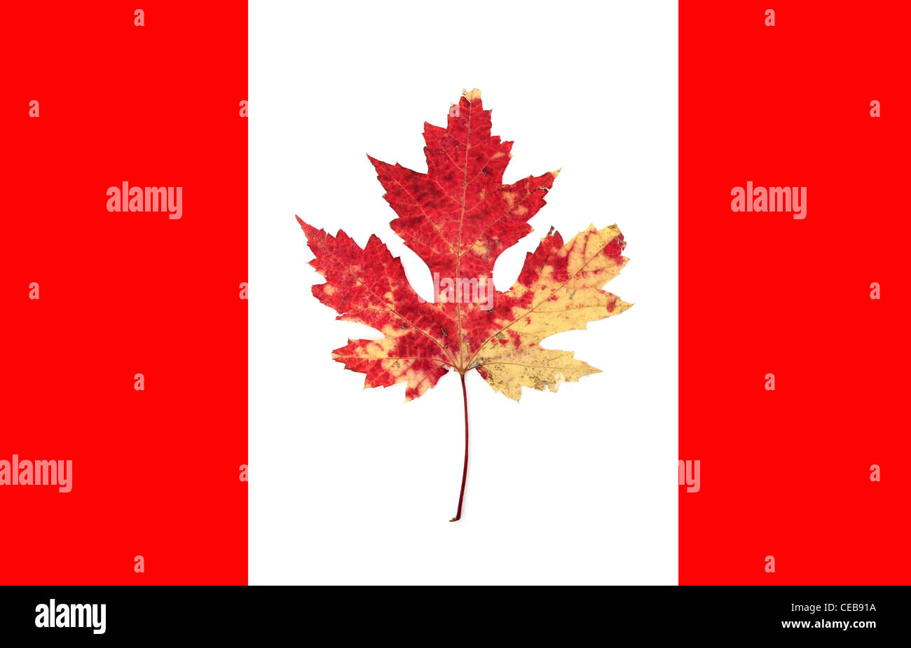 Canada maple leaf flag hi-res stock photography and images - Alamy