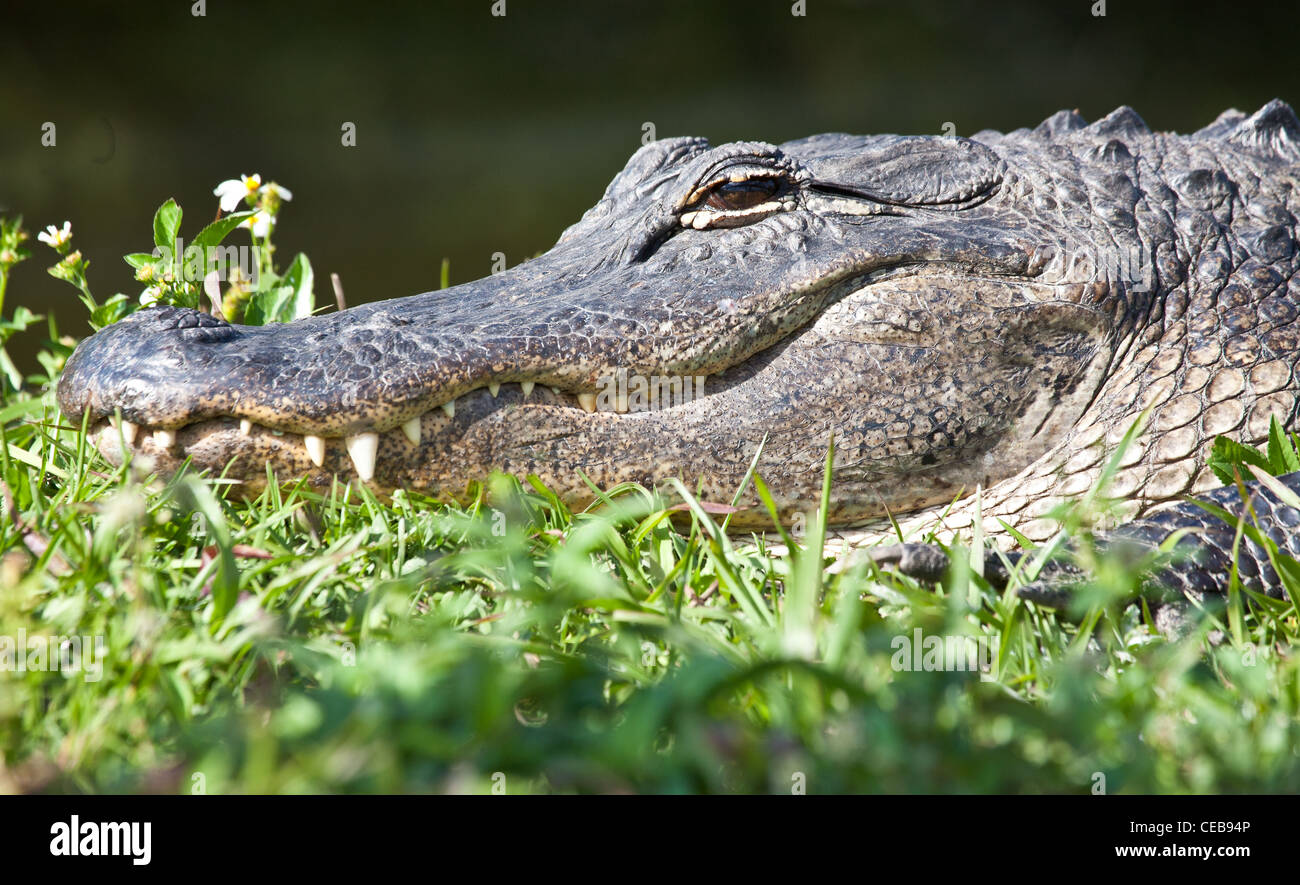 Profile of alligator smiling with big teeth Stock Photo - Alamy