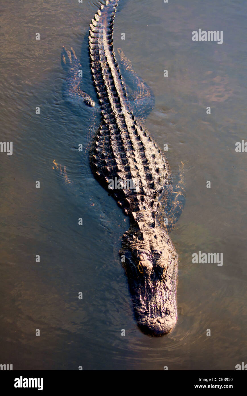 Scary alligator hi-res stock photography and images - Alamy