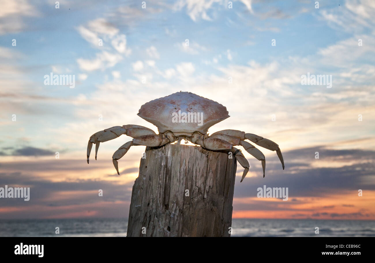 Cape cod crab hi-res stock photography and images - Alamy
