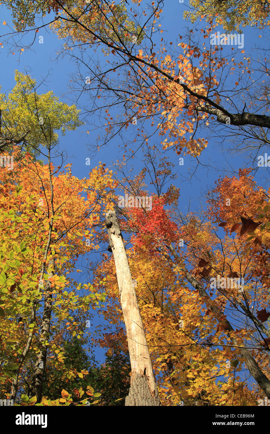 Canada fall trees hi-res stock photography and images - Alamy