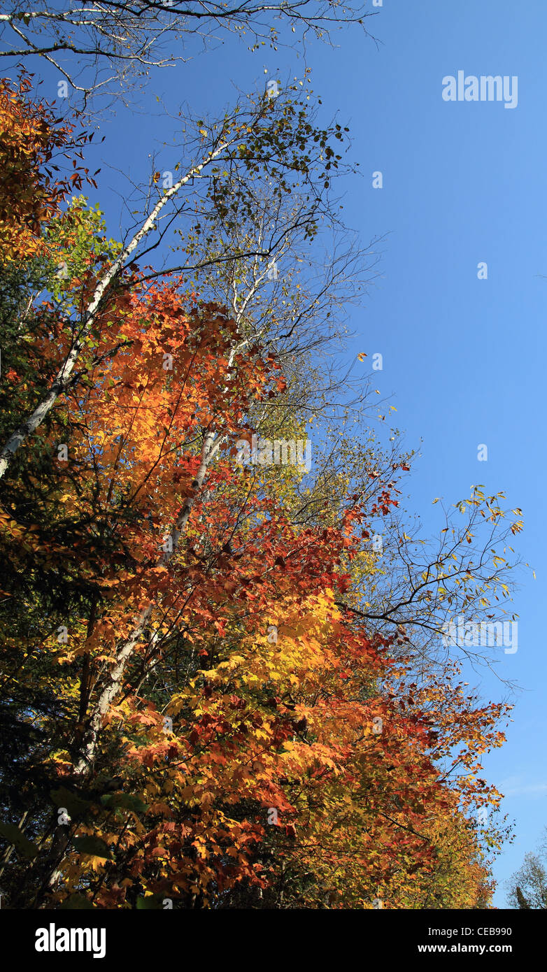 Trees with color hi-res stock photography and images - Alamy