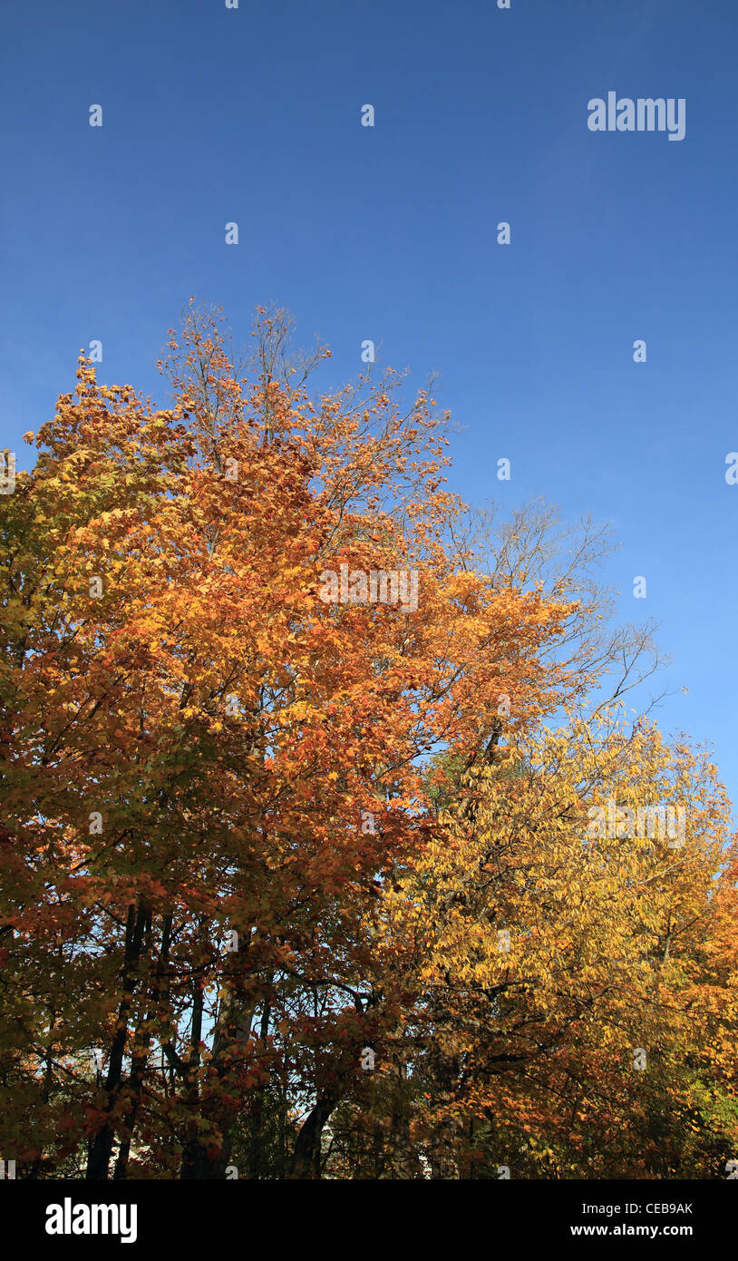Red sky with trees hi-res stock photography and images - Alamy