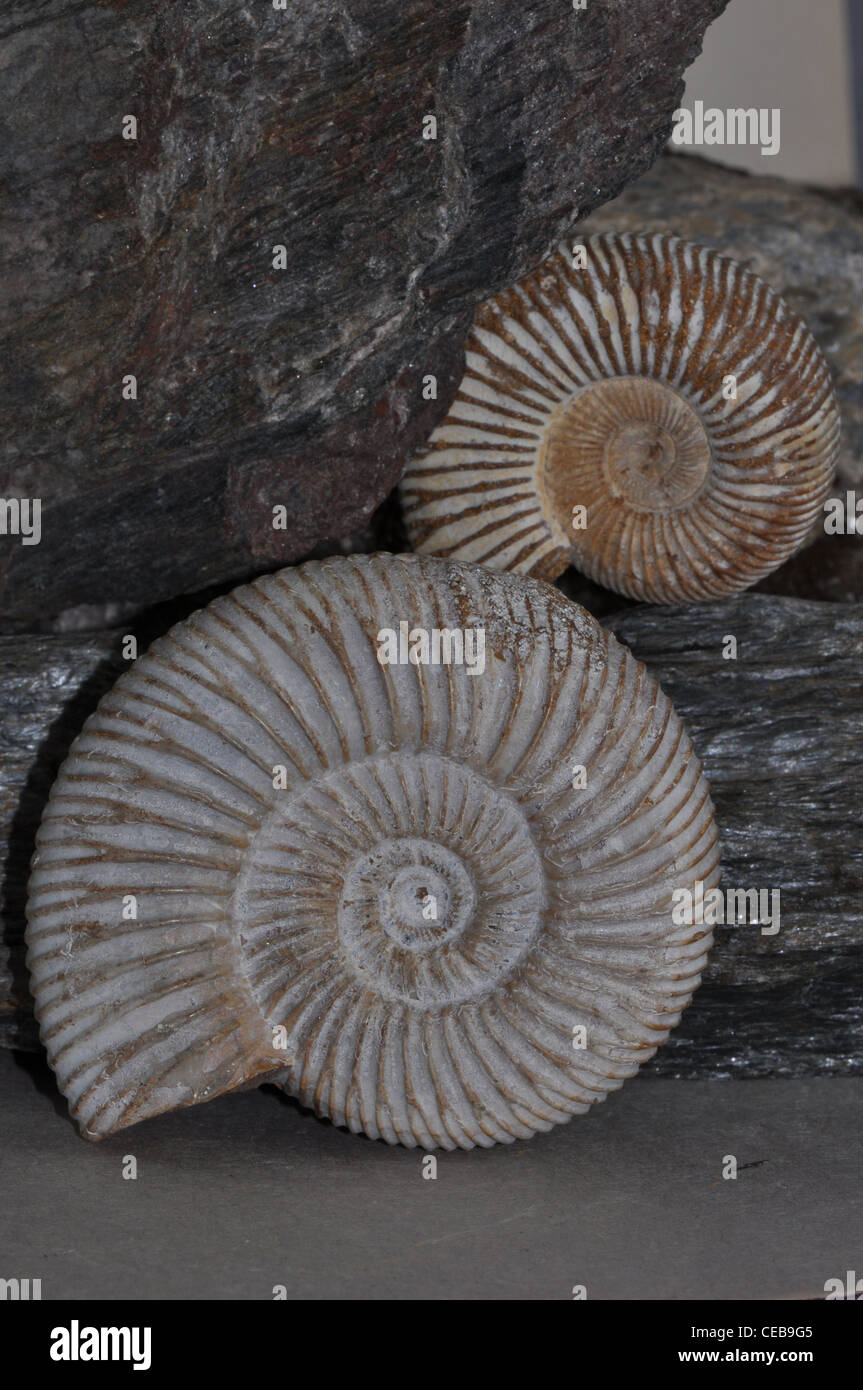 Ammonites fossils hi-res stock photography and images - Alamy