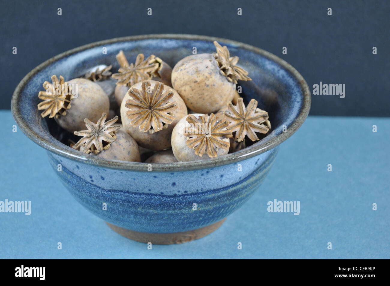 Poppy Heads in Blue Bowl Stock Photo - Alamy