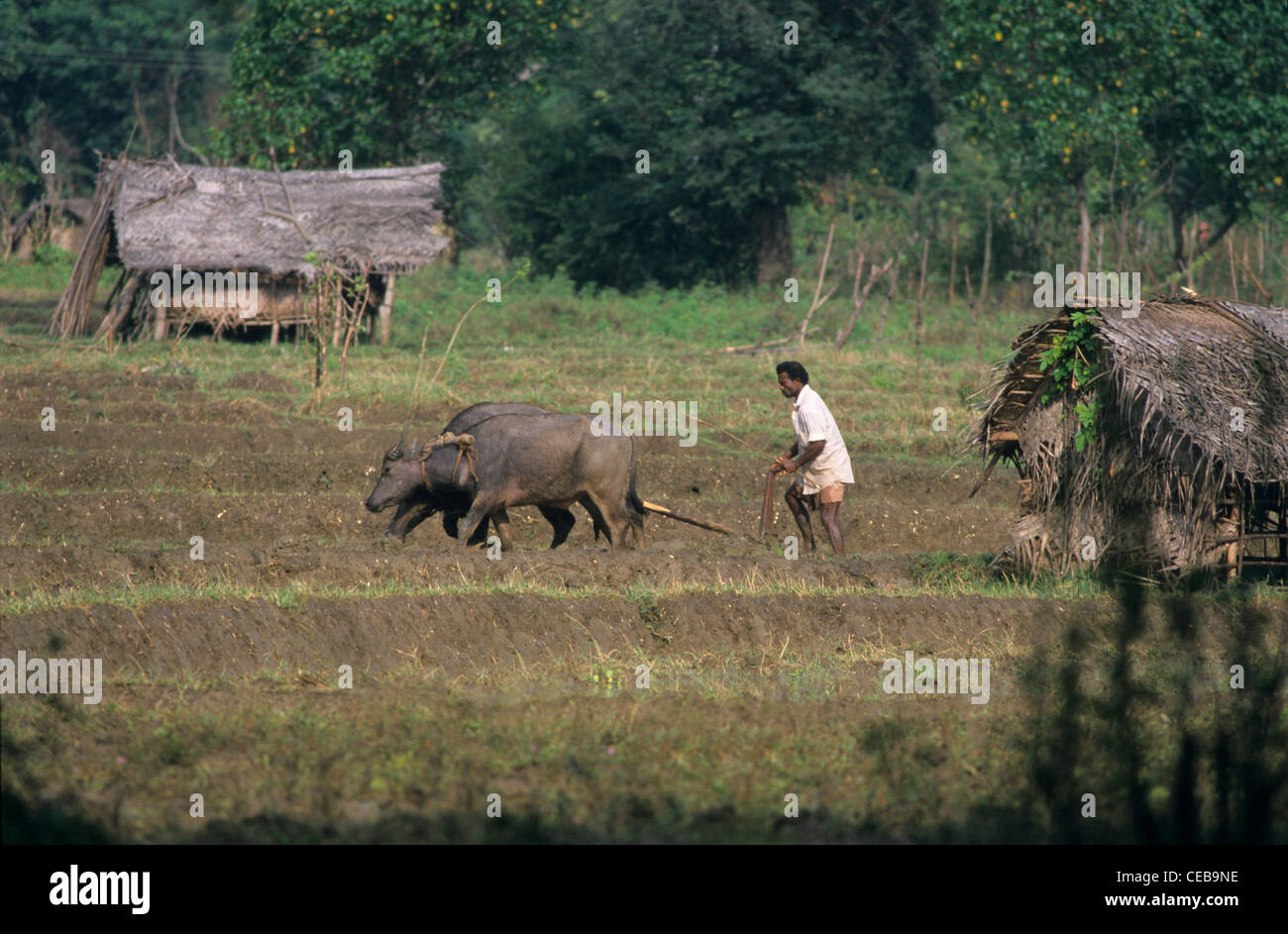 Farmer plowing his paddy field with beefs, Matale, Sri Lanka Stock ...