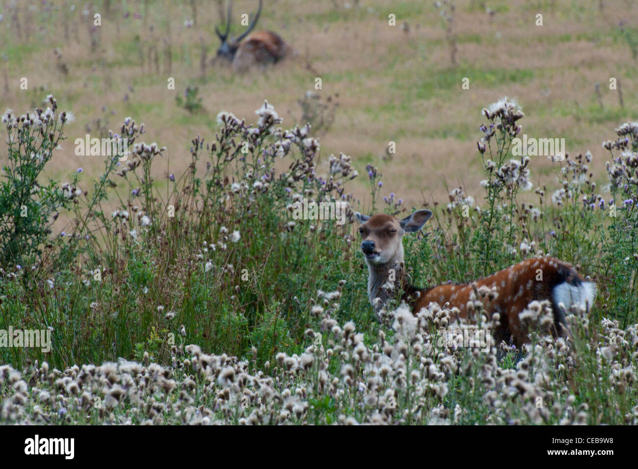 Deer Arne High Resolution Stock Photography and Images - Alamy