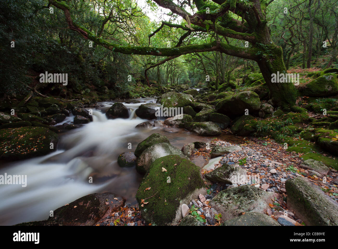 River Dart at Shaugh Prior, Devon Stock Photo - Alamy