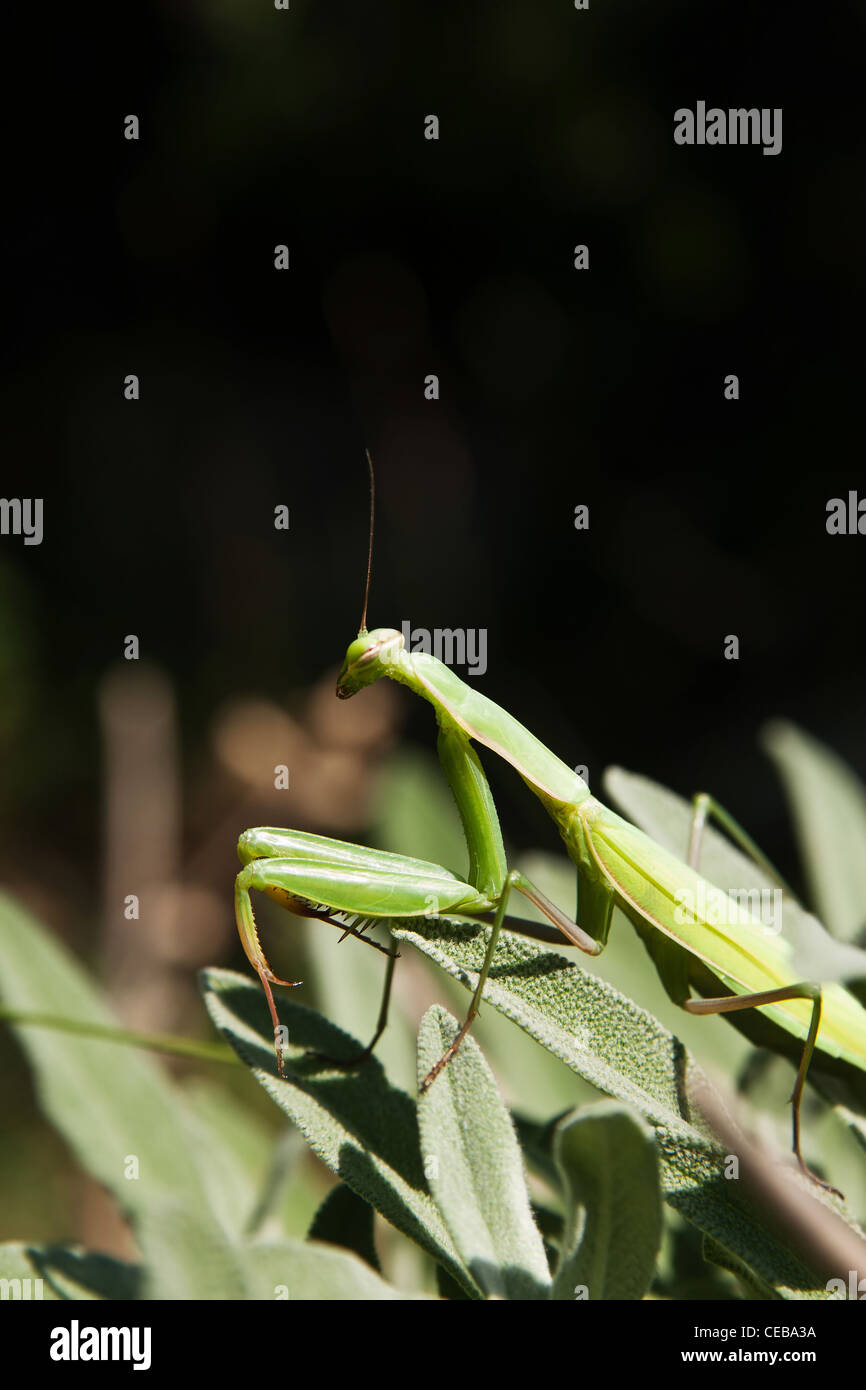 Praying mantis on green leaves Stock Photo - Alamy