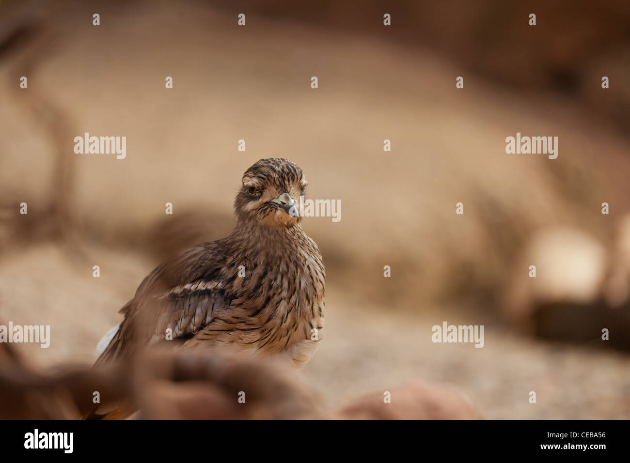 A roadrunner bird in a desert environment (zoo Stock Photo - Alamy