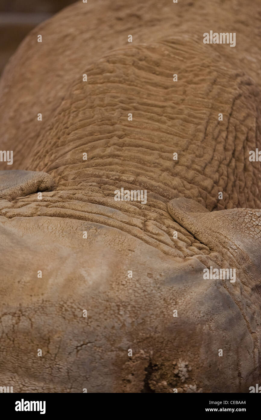 Brown elephant skin hi-res stock photography and images - Alamy