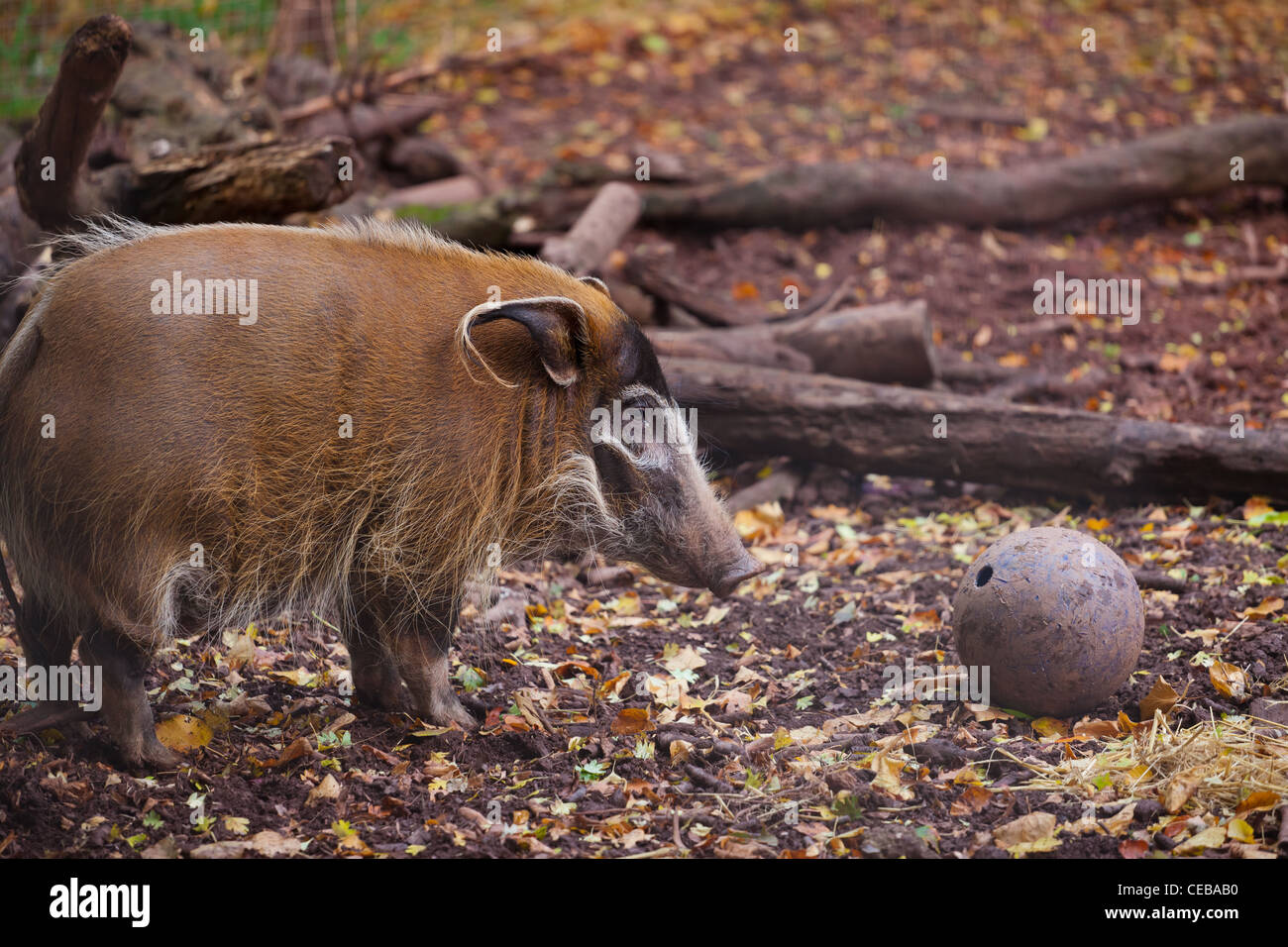 Bush Pig Stock Photos & Bush Pig Stock Images - Alamy